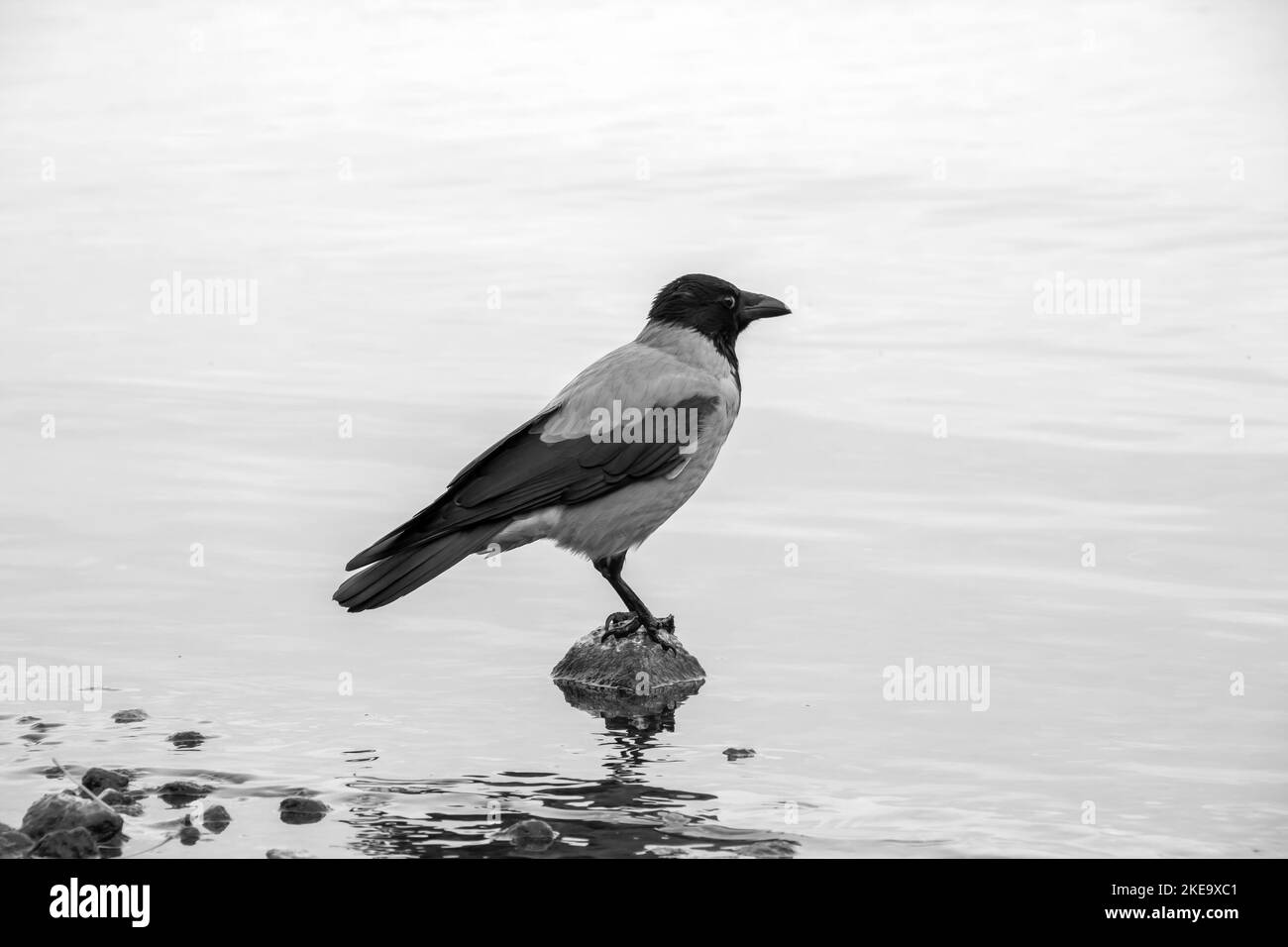 Crow rock Black and White Stock Photos & Images - Alamy