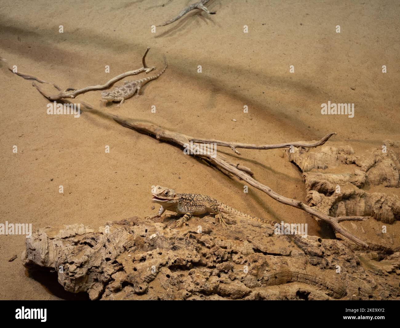 Two lizards on stone hi-res stock photography and images - Alamy