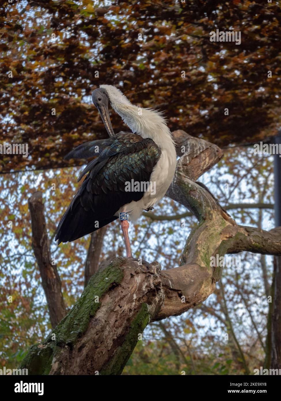Pájaro india hi-res stock photography and images - Alamy