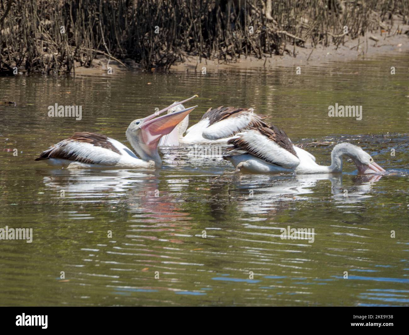Pelicans eating and feeding on the river near some mangroves, one with ...