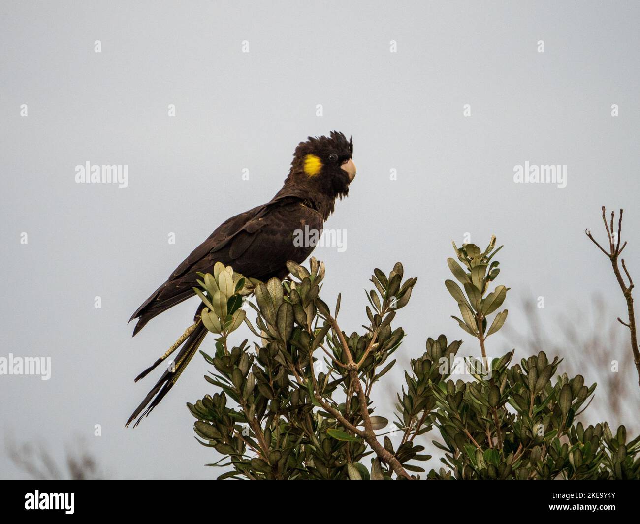 Yellow-tailed Black Cockatoo on top of a coastal Banksia bush ...