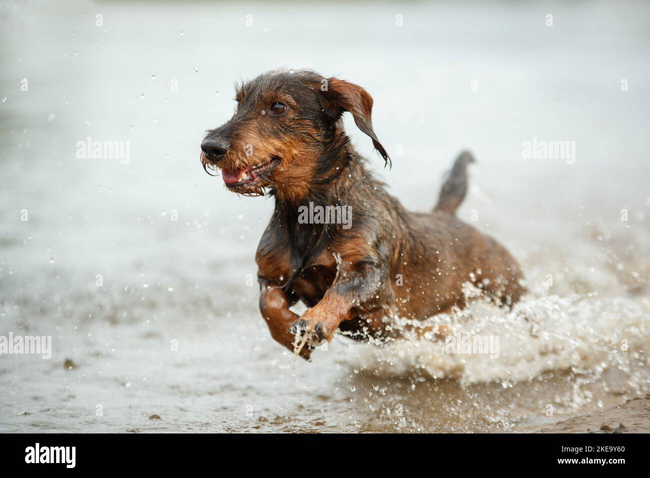Running dachshund hi-res stock photography and images - Alamy
