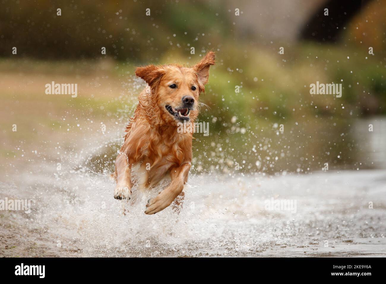 Golden Retriever in the water Stock Photo - Alamy