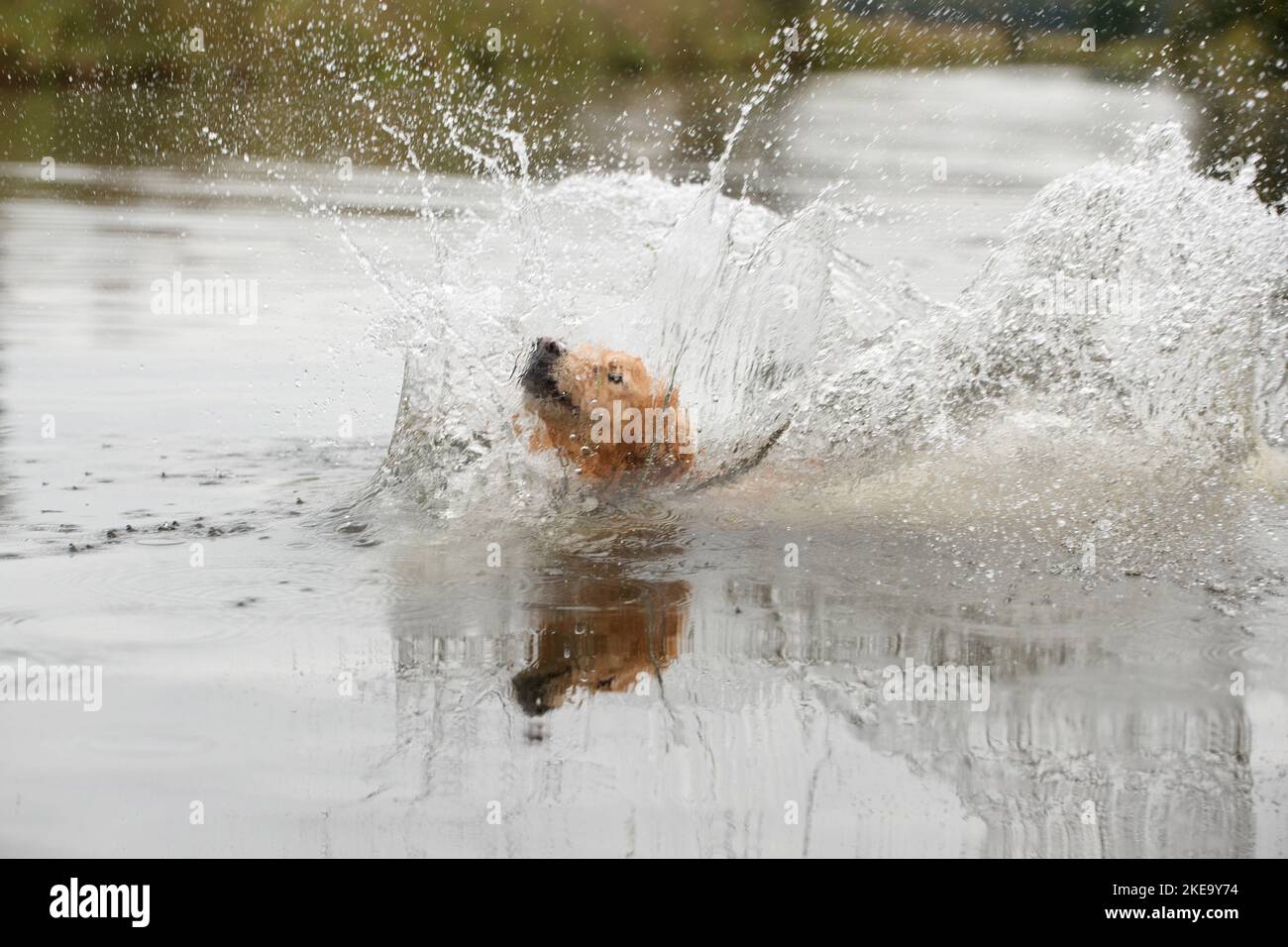 Golden retriever dog swims hi-res stock photography and images - Alamy