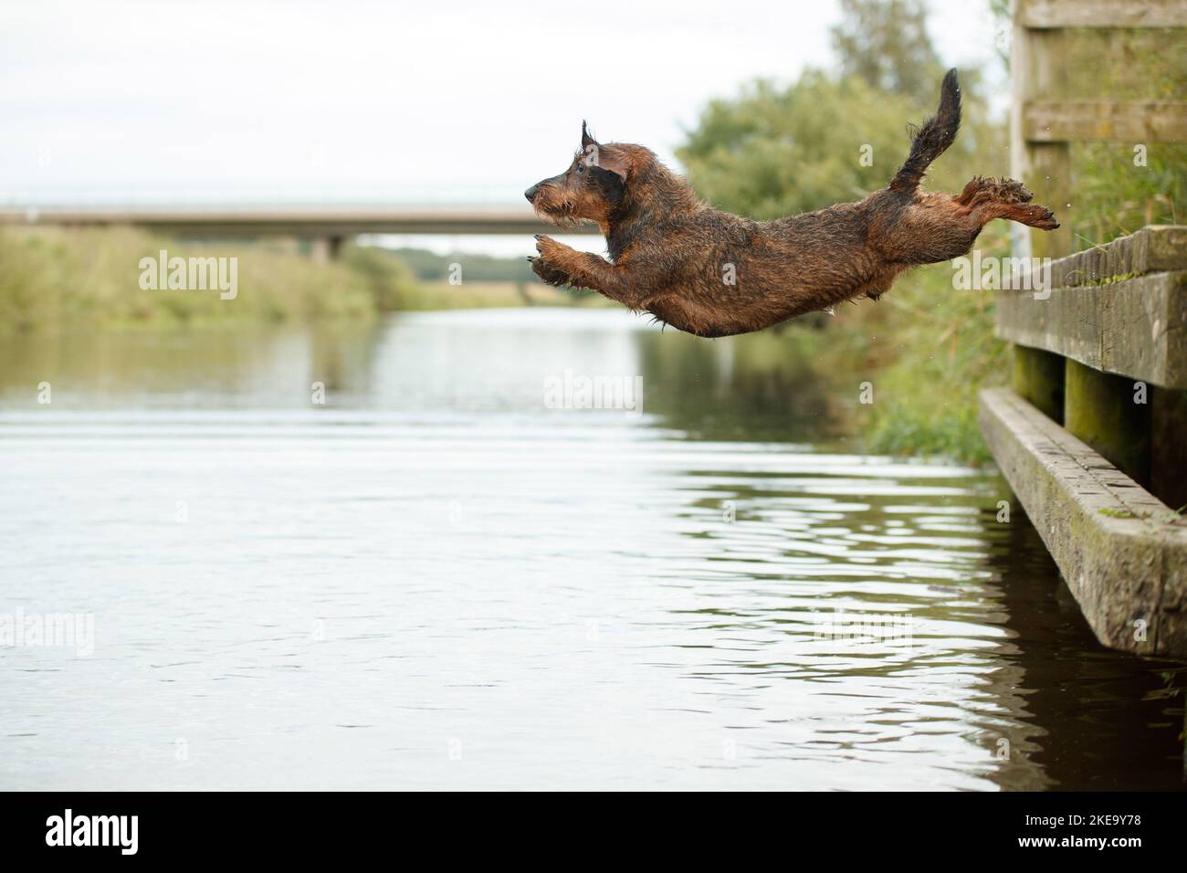 Dachshunds riverbank hi-res stock photography and images - Alamy