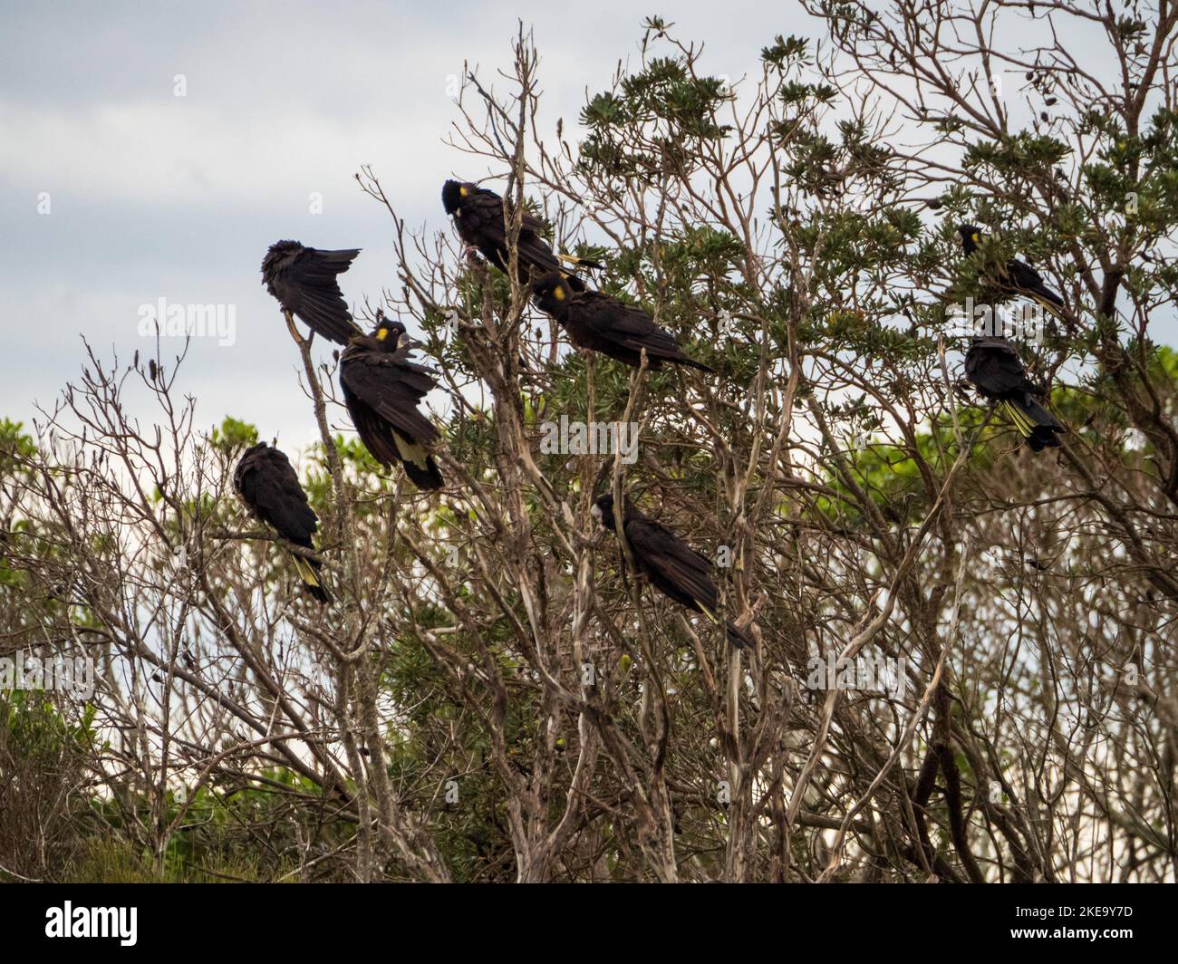 A flock of Yellow-tailed Black Cockatoos , Australian native birds, in ...