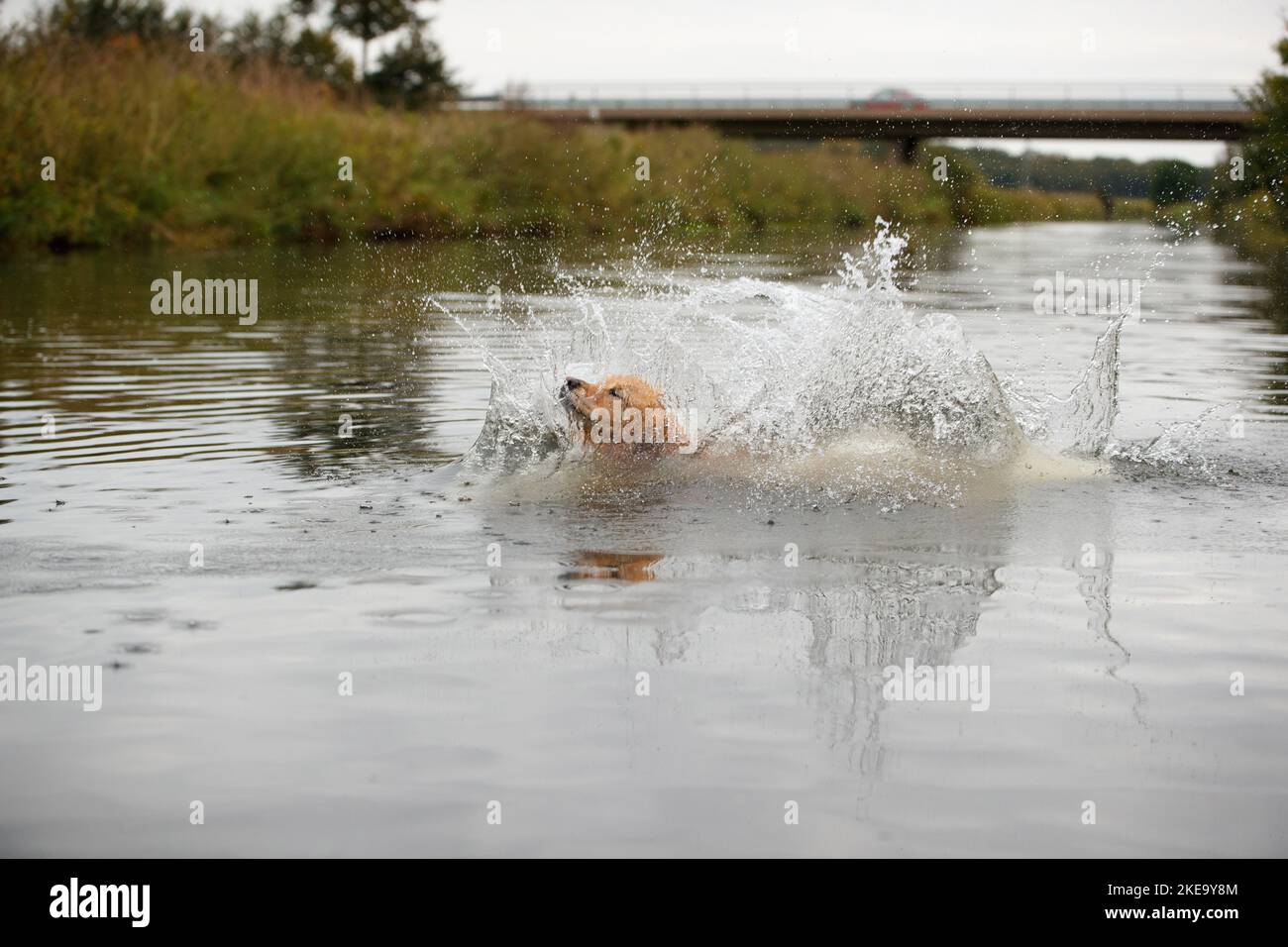 Golden Retriever in the water Stock Photo - Alamy