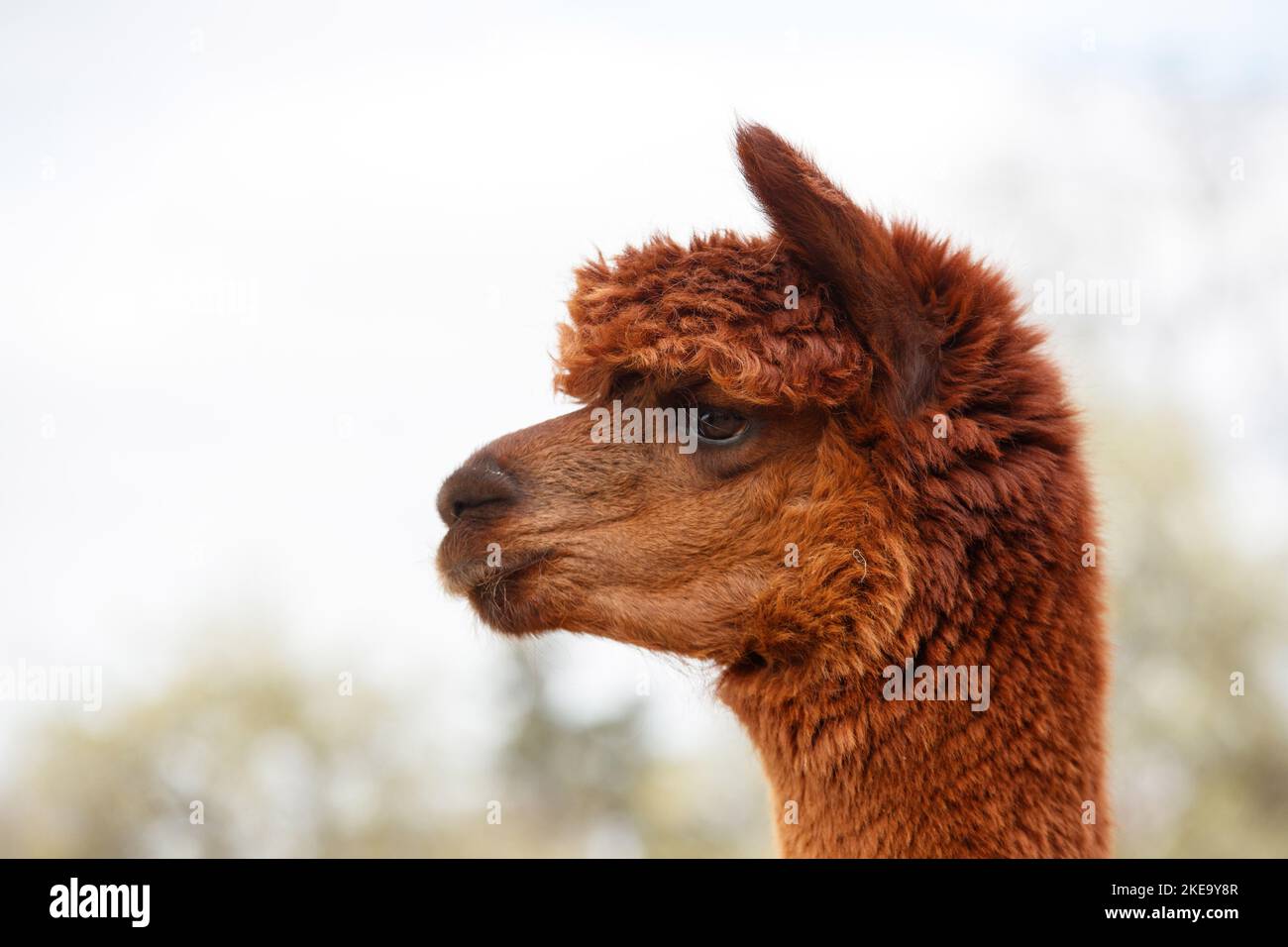 Alpaca portraits hi-res stock photography and images - Alamy
