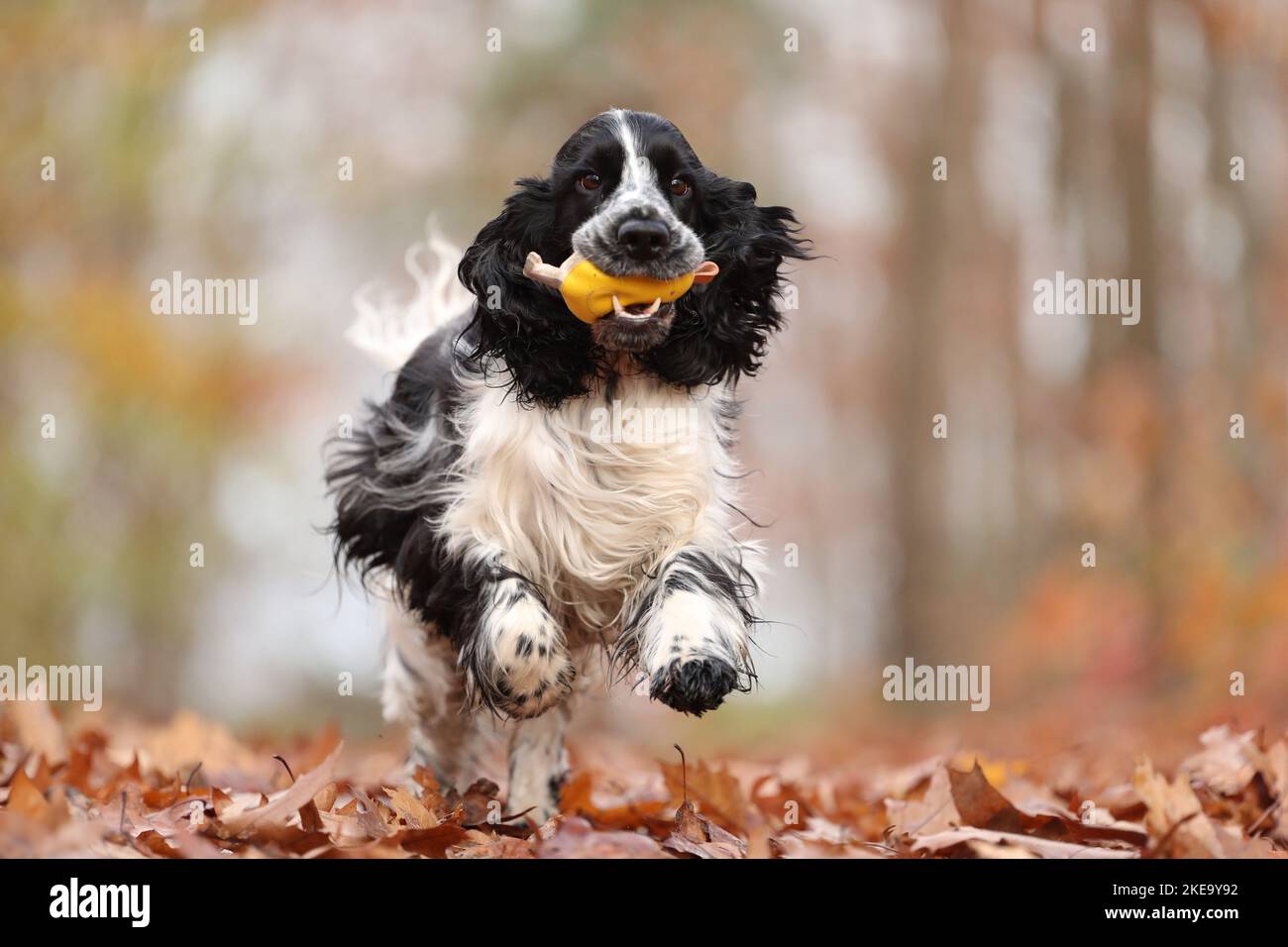English Cocker Spaniel in autumn Stock Photo - Alamy