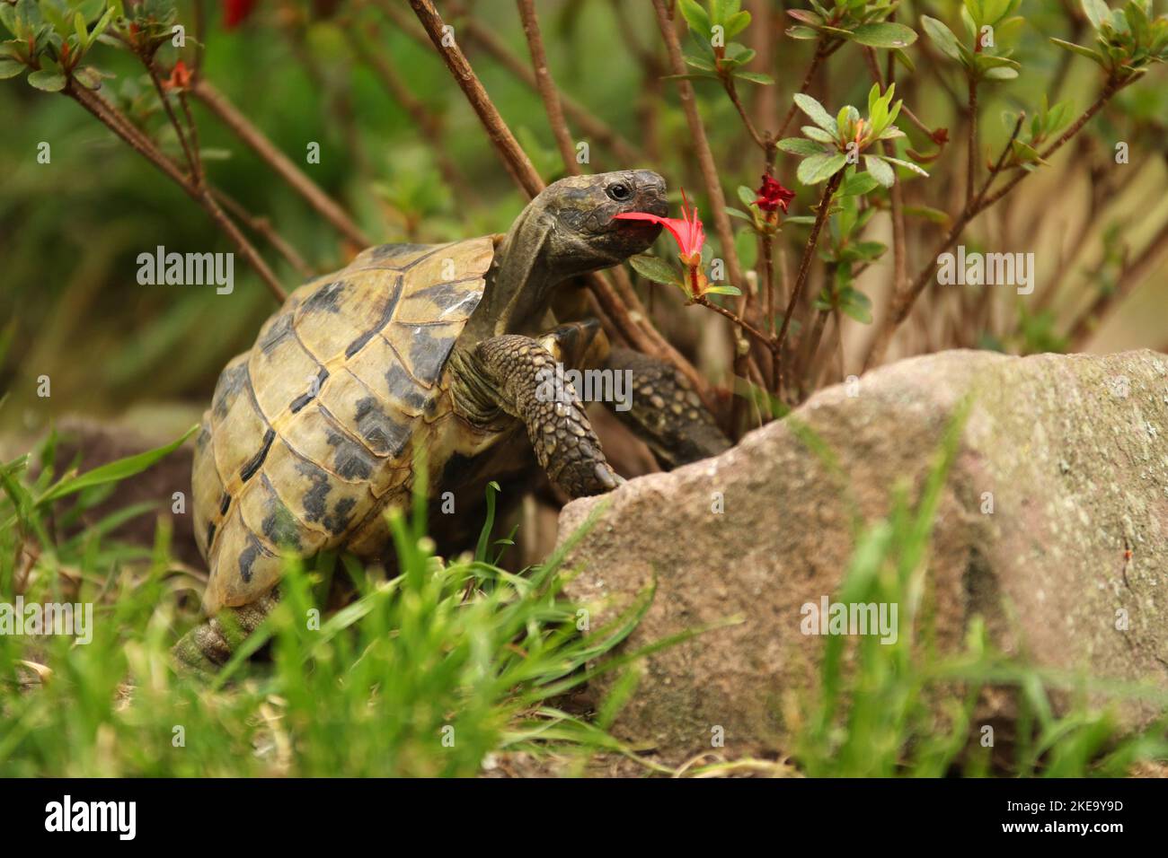 Hermanns tortoise side view hi-res stock photography and images - Alamy