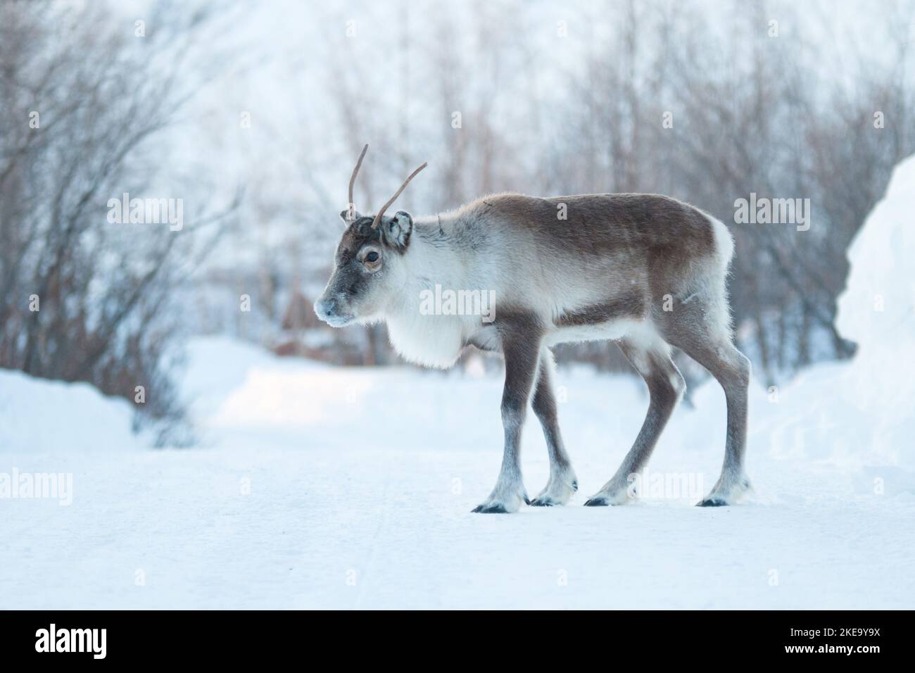 Caribou rangifer tarandus antler in snow hi-res stock photography and ...
