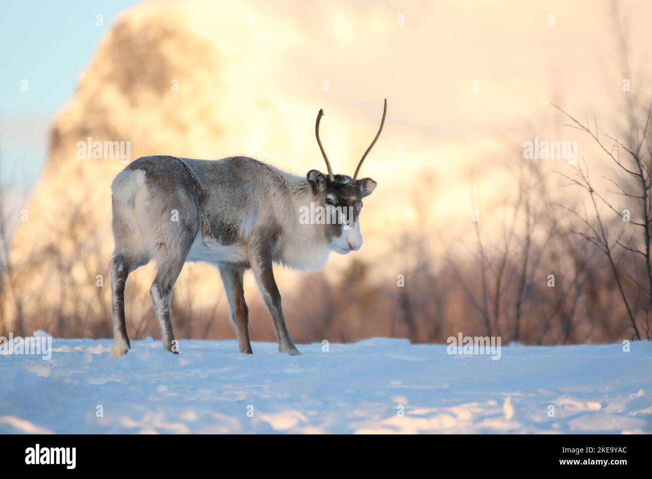 Caribous in winter landscape hi-res stock photography and images - Alamy
