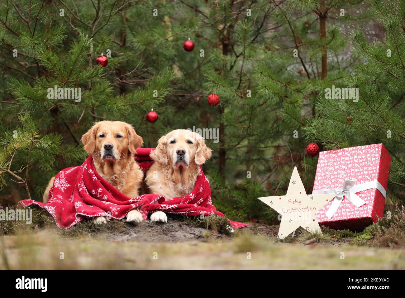 2 Golden Retriever Stock Photo - Alamy