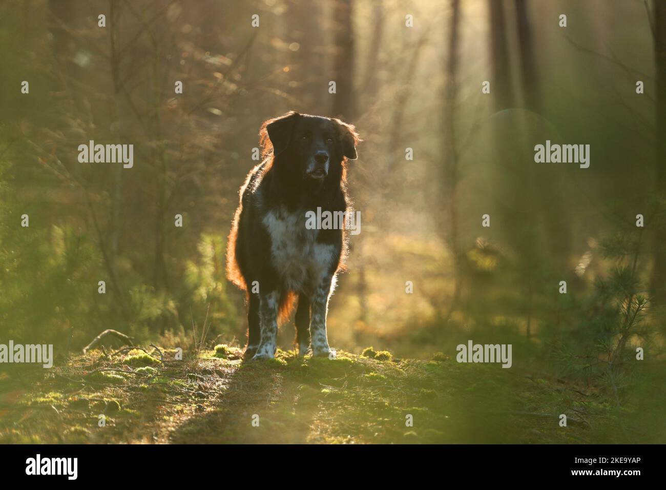 White mongrel hi-res stock photography and images - Alamy