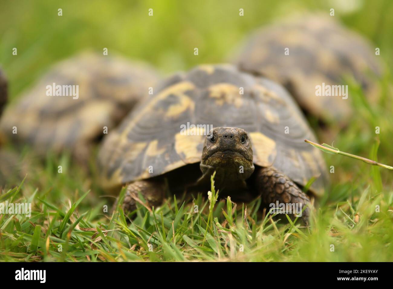Hermann's tortoise meadow hi-res stock photography and images - Alamy