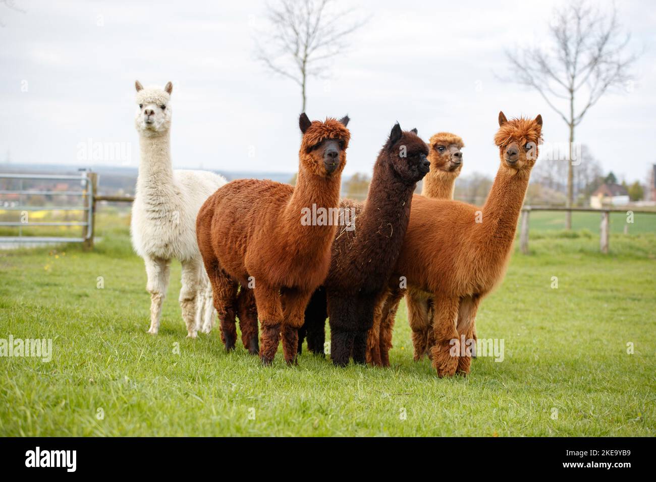 5 alpacas hi-res stock photography and images - Alamy