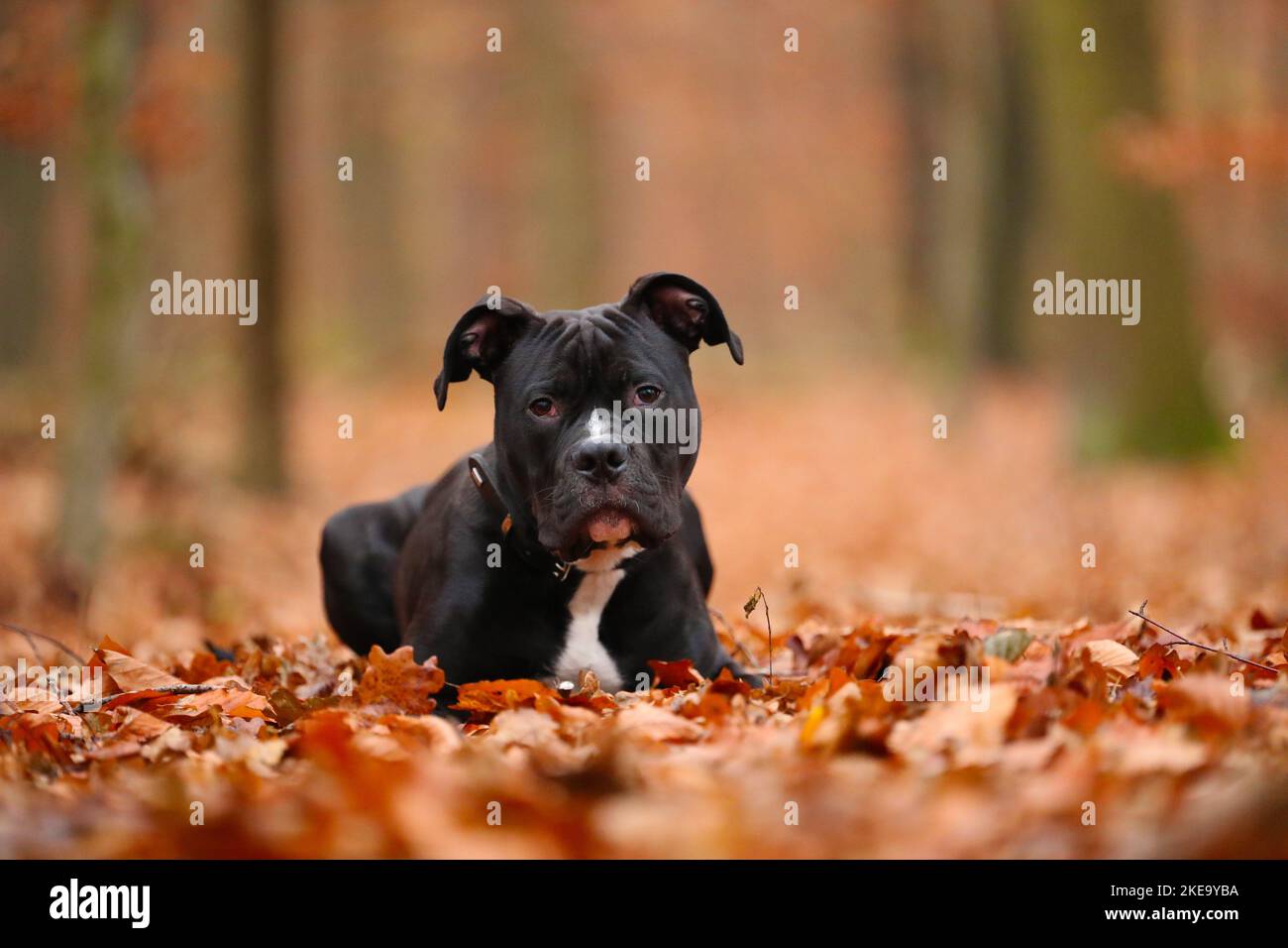 young American Staffordshire Terrier Stock Photo - Alamy