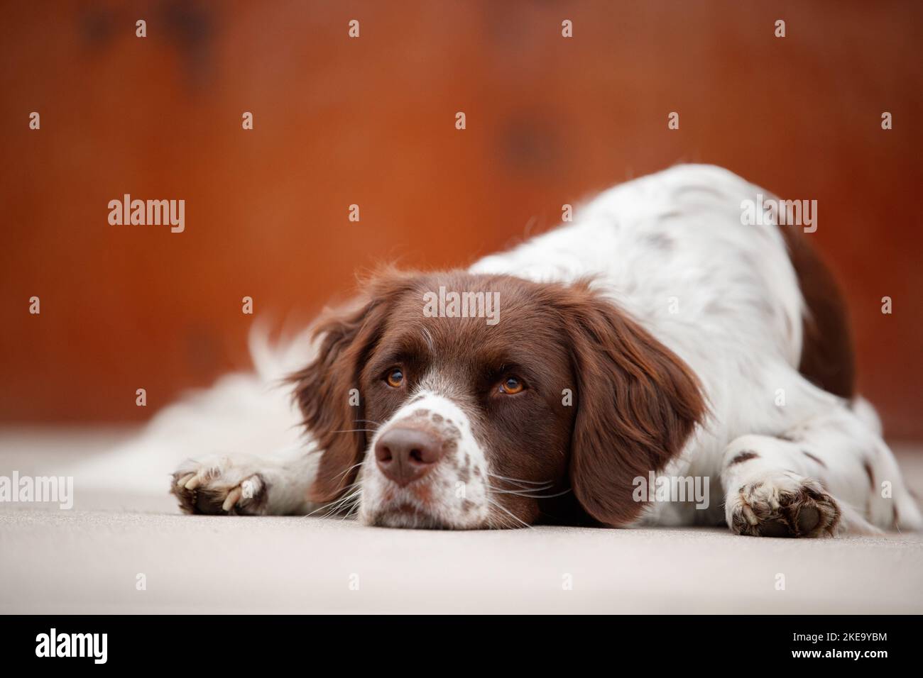 Tired partridge hi-res stock photography and images - Alamy