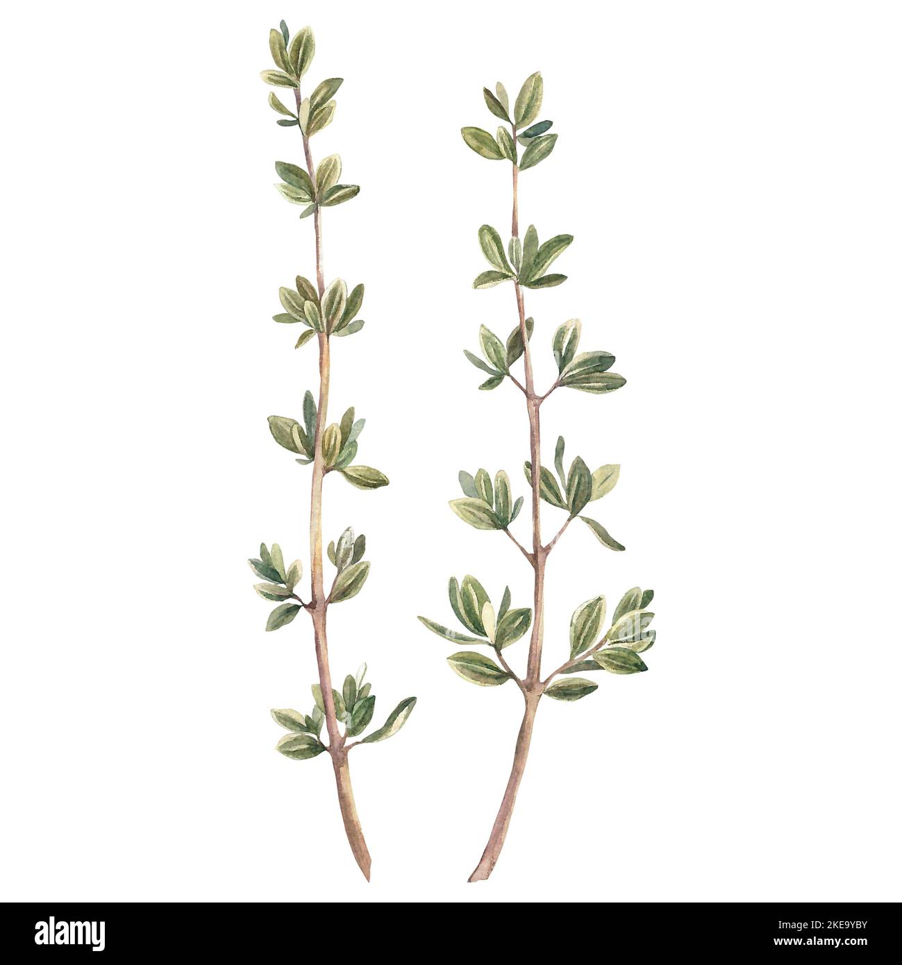 Cumin seed isolate hi-res stock photography and images - Alamy