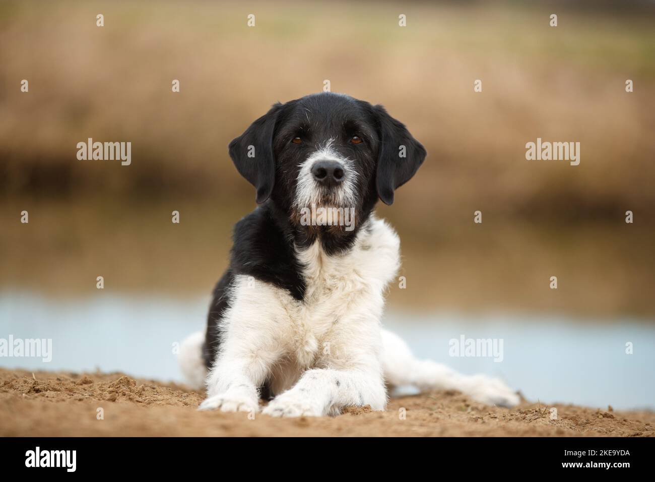 White labradoodle canis lupus hi-res stock photography and images - Alamy