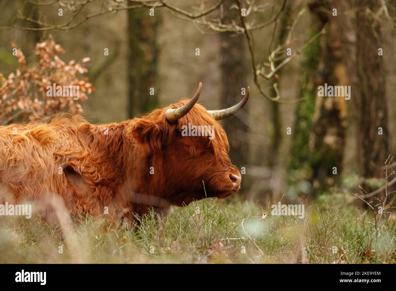 Solo highland cow hi-res stock photography and images - Alamy