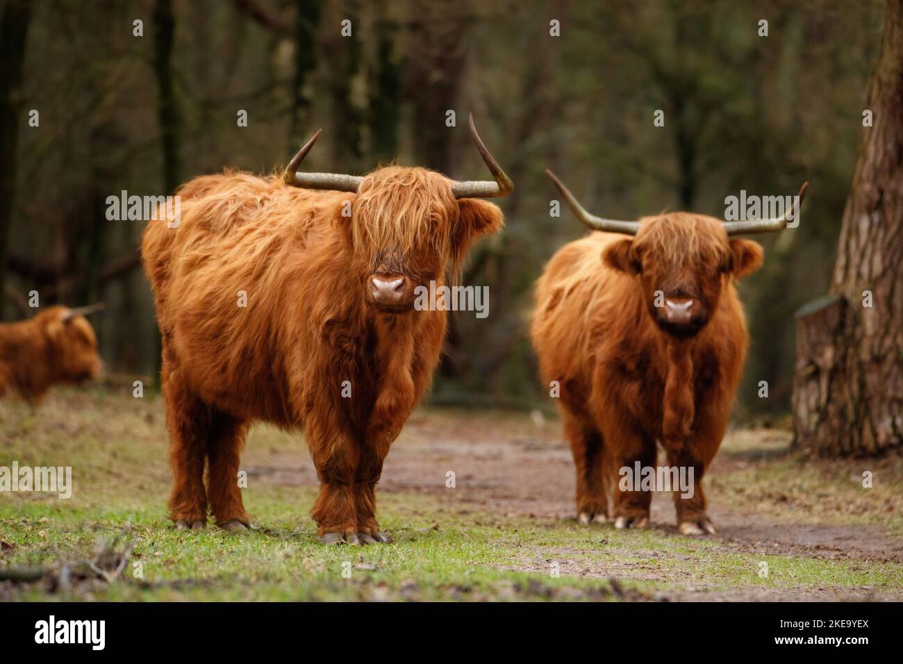 Highland cow standing tree trees hi-res stock photography and images ...