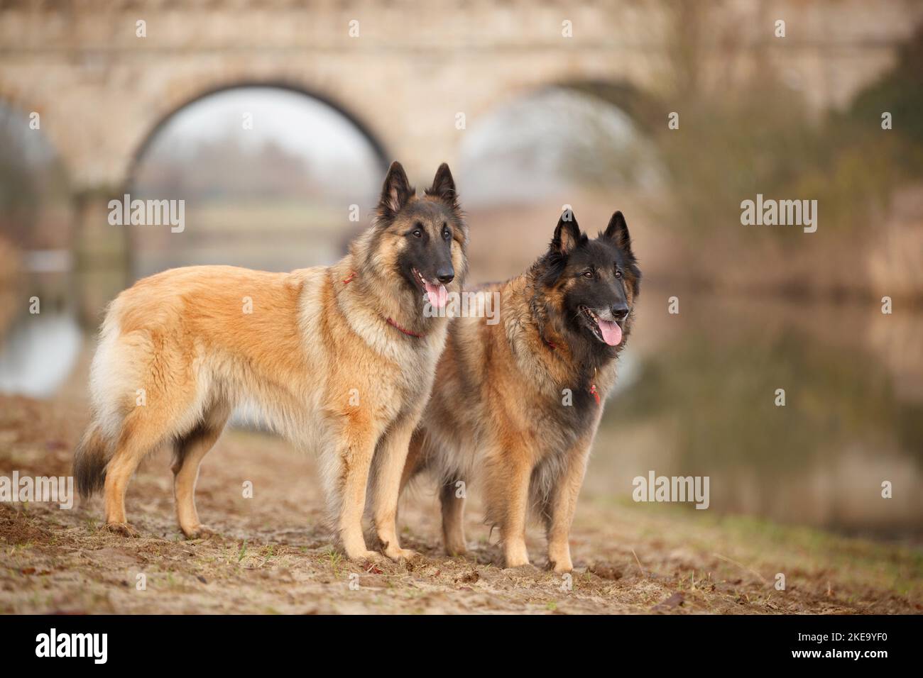 Belgian shepherd tervuren tervueren canis hi-res stock photography and ...