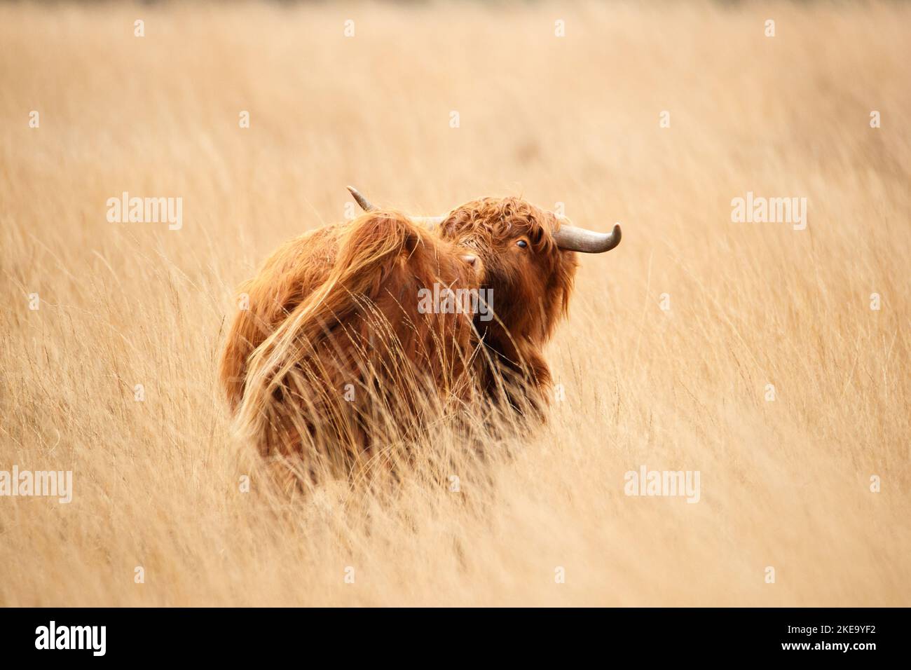 Rear view of highland cow hi-res stock photography and images - Alamy