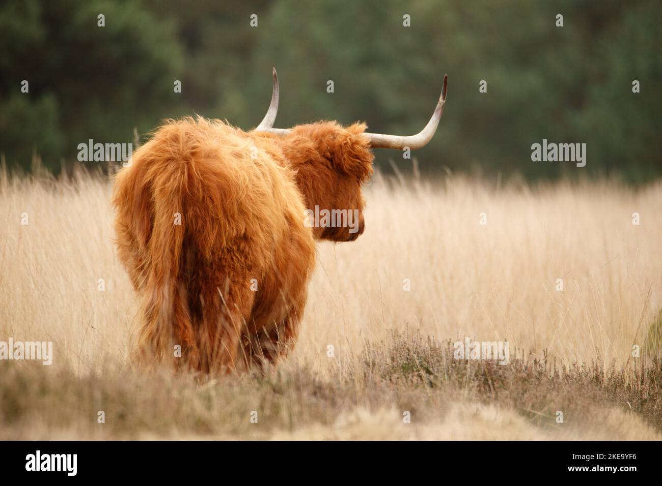 Rear view of highland cow hi-res stock photography and images - Alamy
