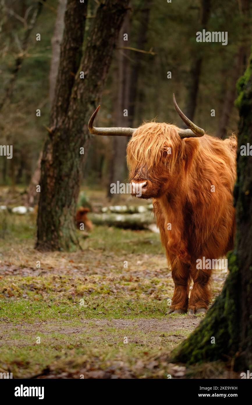 Highland cow standing tree trees hi-res stock photography and images ...