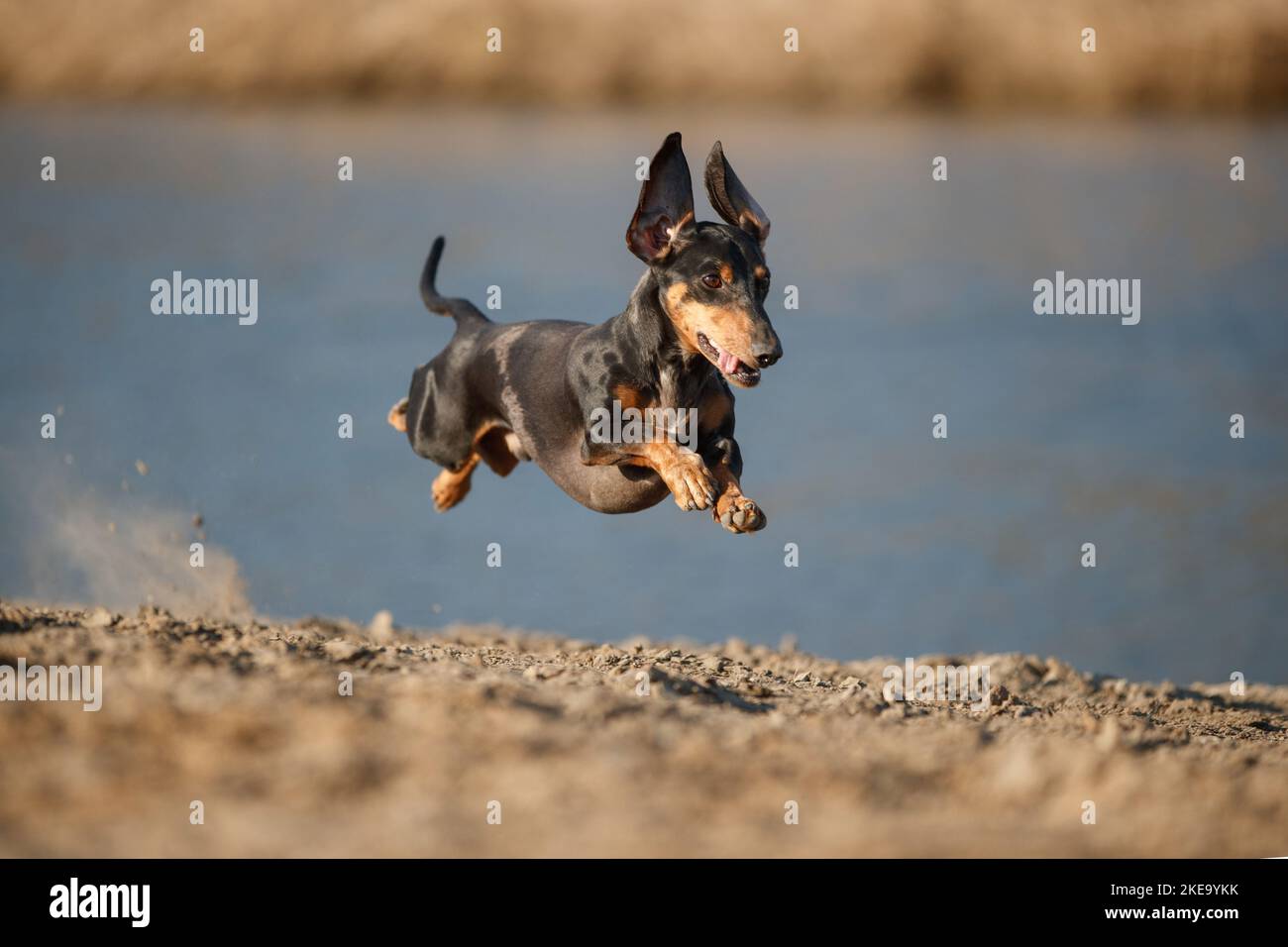 Tan dachshund hi-res stock photography and images - Alamy