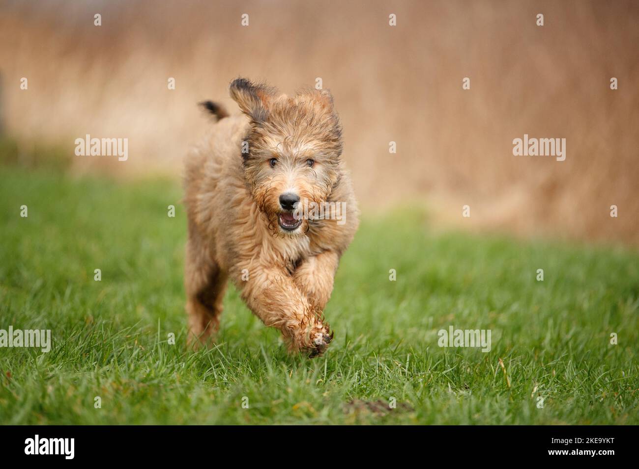 Bernese mountain dog poodle hi-res stock photography and images - Alamy