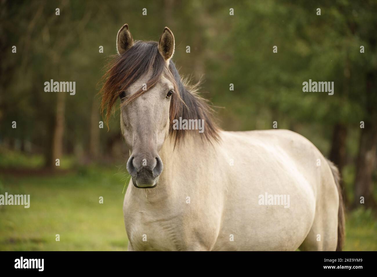 Dulmen ponys hi-res stock photography and images - Alamy