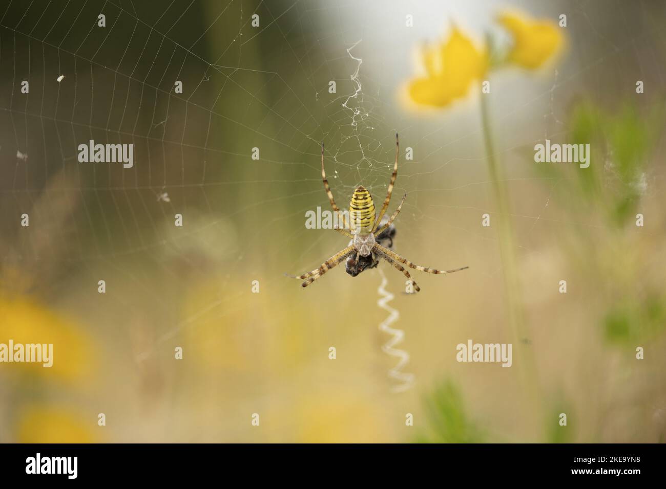 Spiders web in blooming hi-res stock photography and images - Alamy