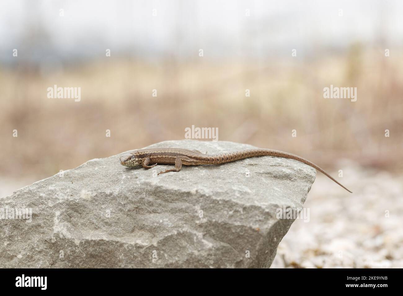 common wall lizard Stock Photo - Alamy