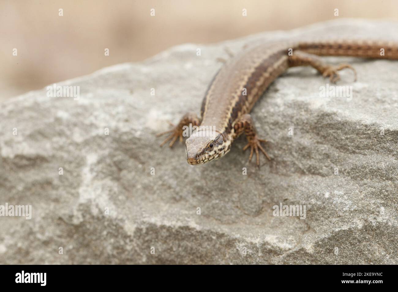common wall lizard Stock Photo - Alamy