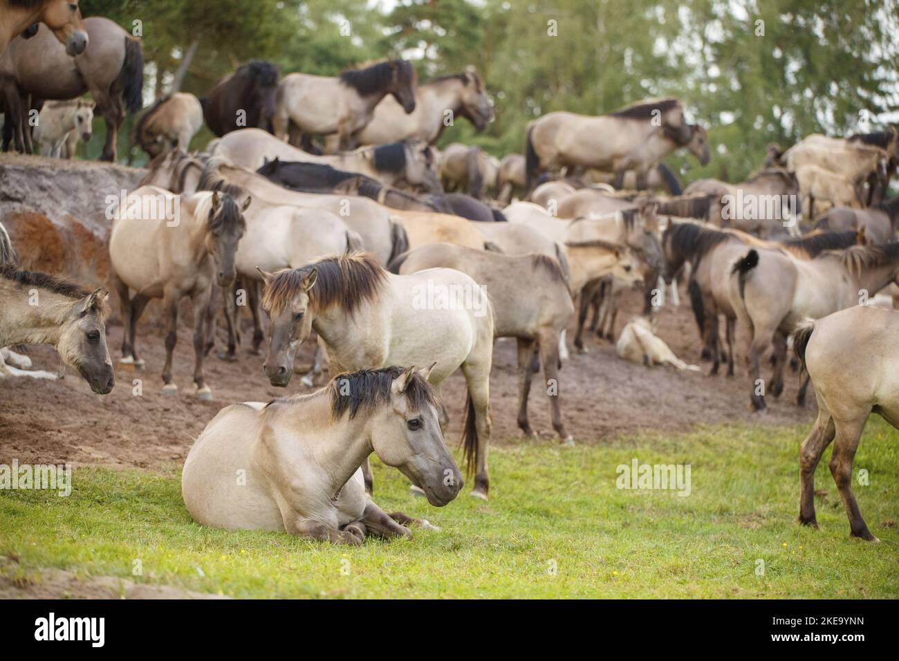 Dulmen pony hi-res stock photography and images - Alamy