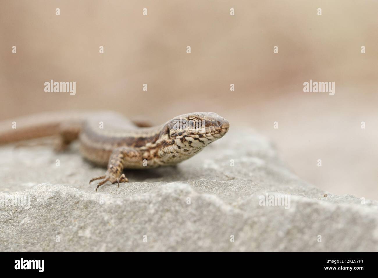 common wall lizard Stock Photo - Alamy