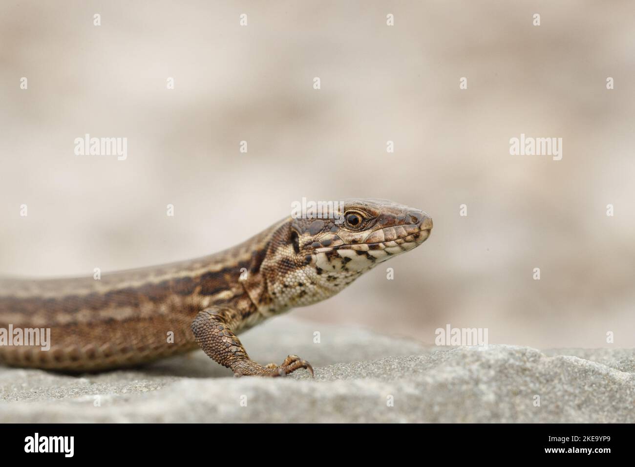 common wall lizard Stock Photo - Alamy