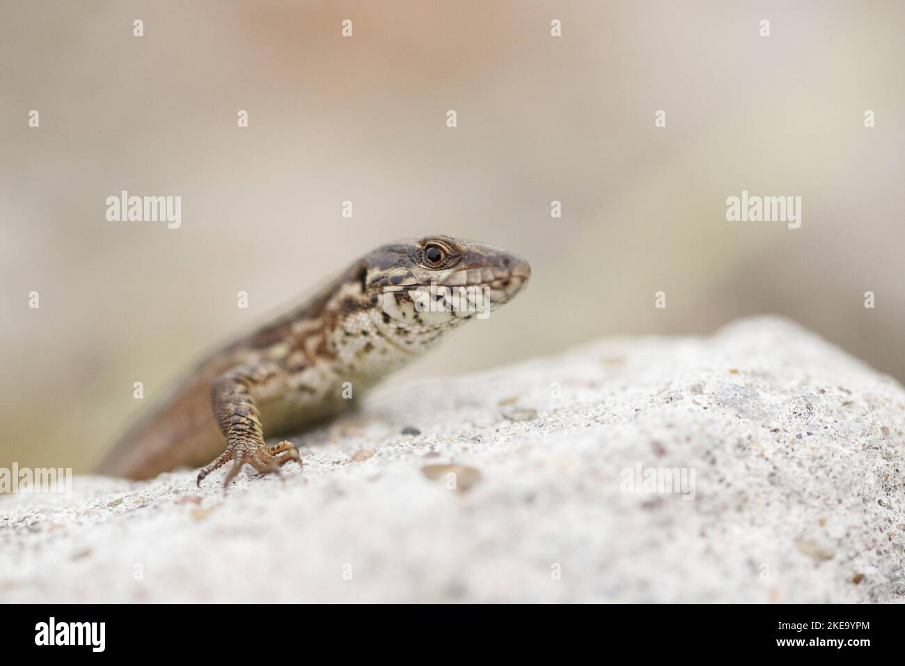 common wall lizard Stock Photo - Alamy