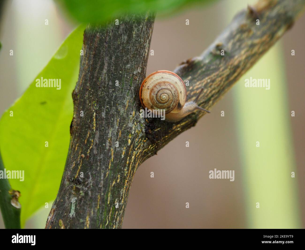 A snail on a lemon tree, Australian coastal garden Stock Photo - Alamy