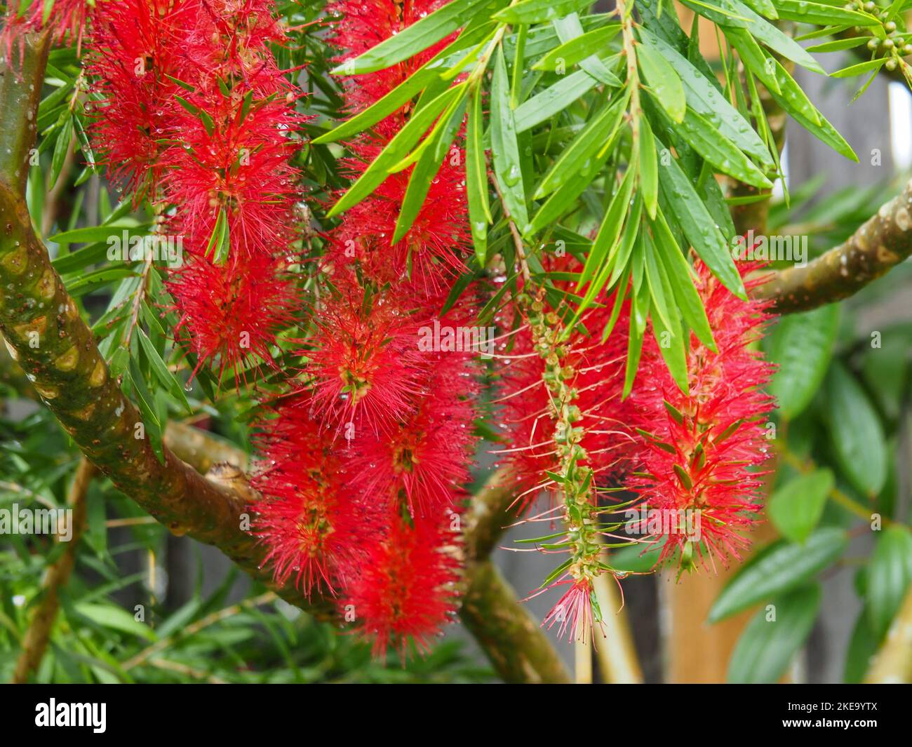 Australian native flowers, bright red bottlebrush or Stock Photo - Alamy