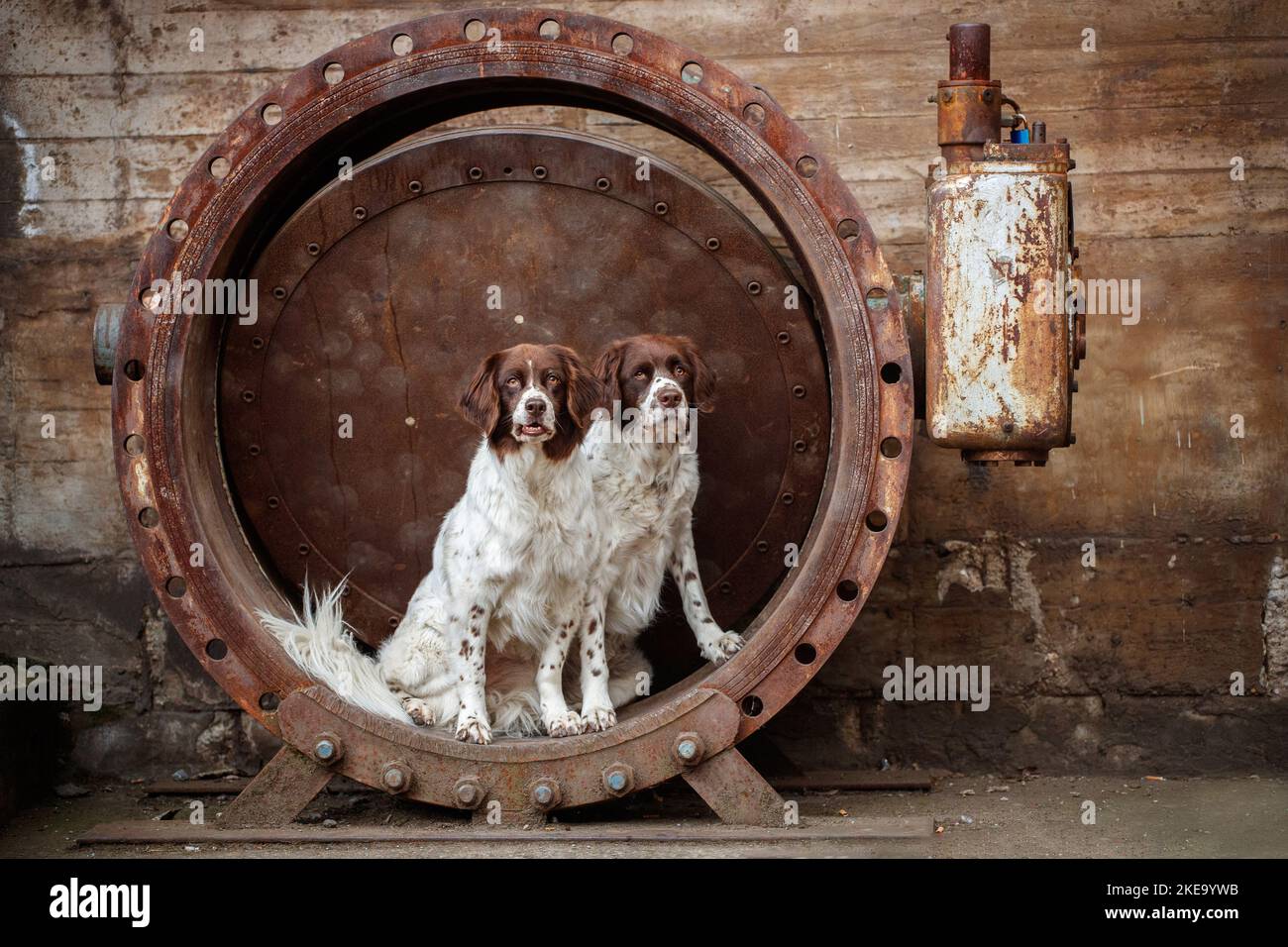 2 Dutch Partridge Dogs Stock Photo - Alamy
