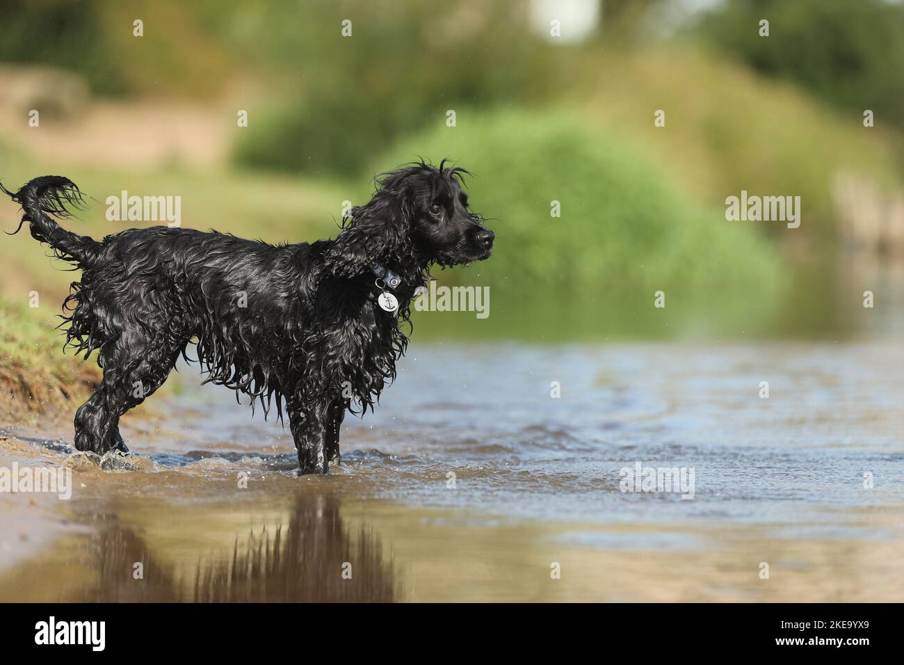 black English Cocker Spaniel Stock Photo - Alamy