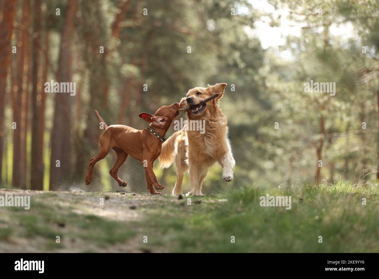 Dogs carry sticks hi-res stock photography and images - Alamy