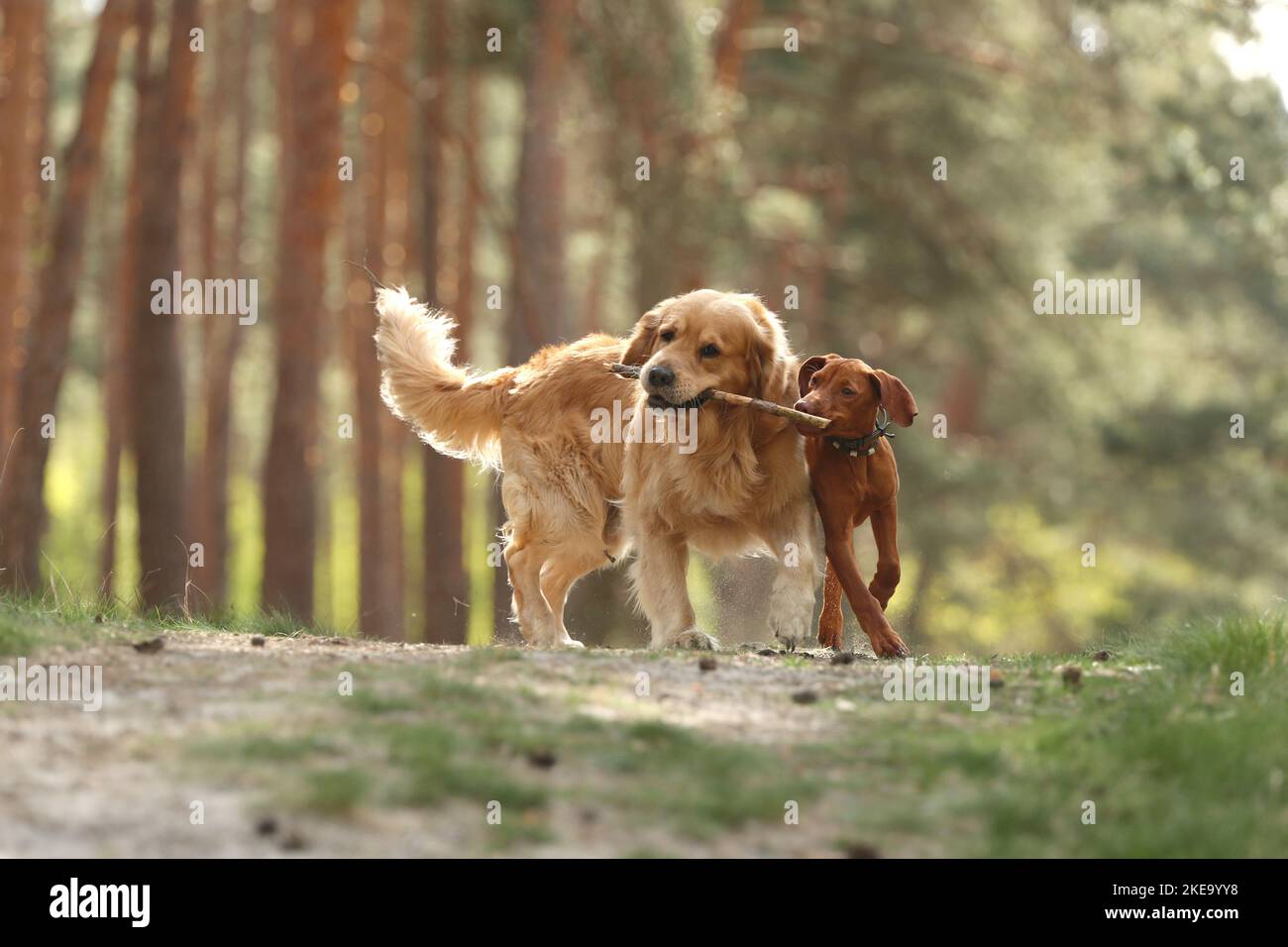 Dogs carry sticks hi-res stock photography and images - Alamy