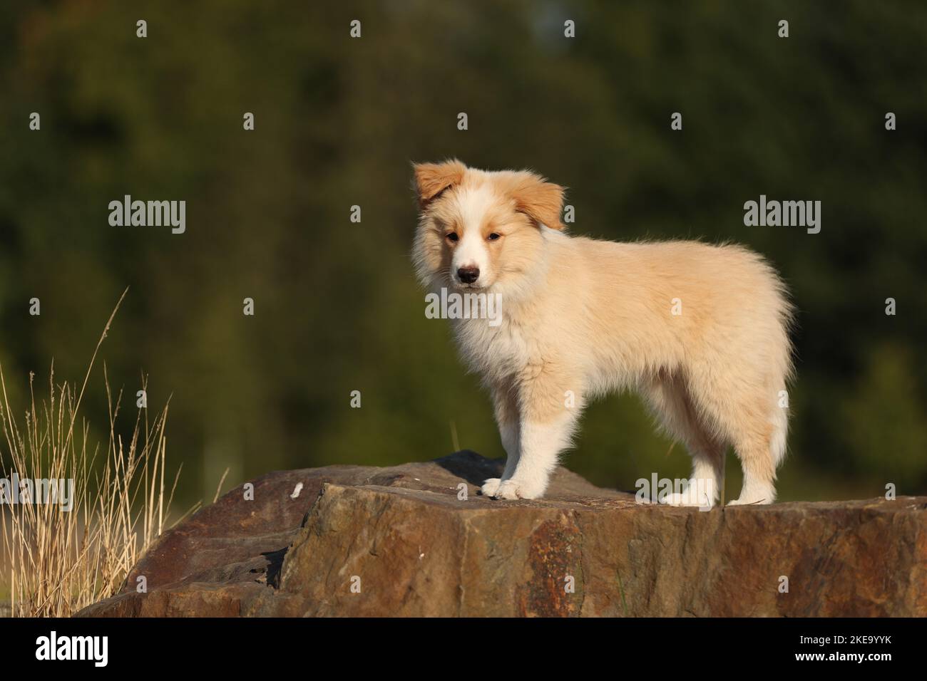 australianred Border Collie Stock Photo - Alamy