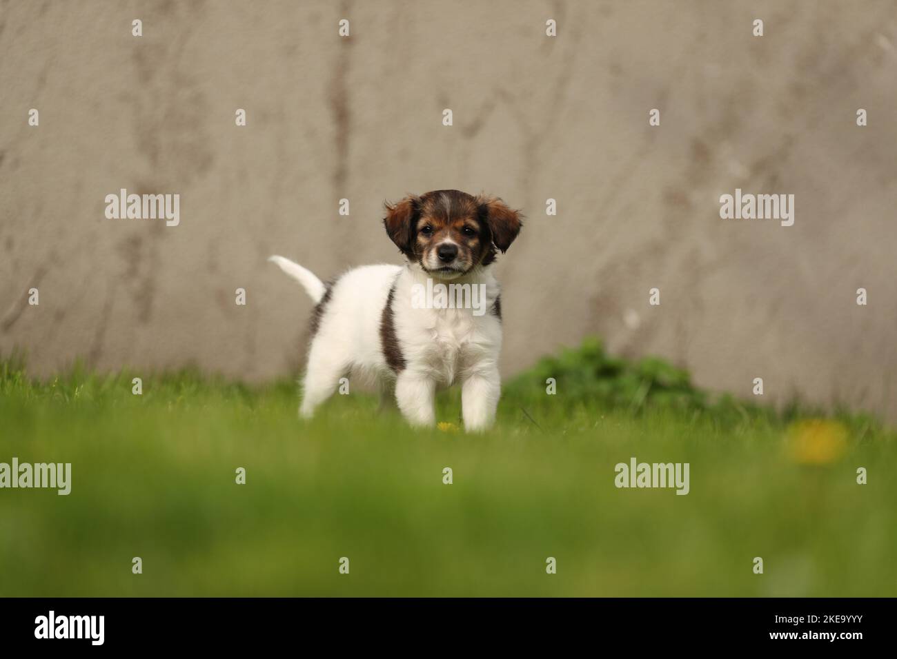 Krom dog puppy Stock Photo - Alamy