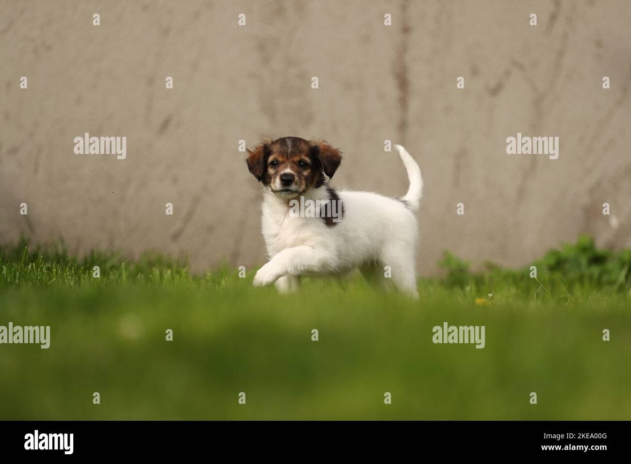 Krom dog puppy Stock Photo - Alamy