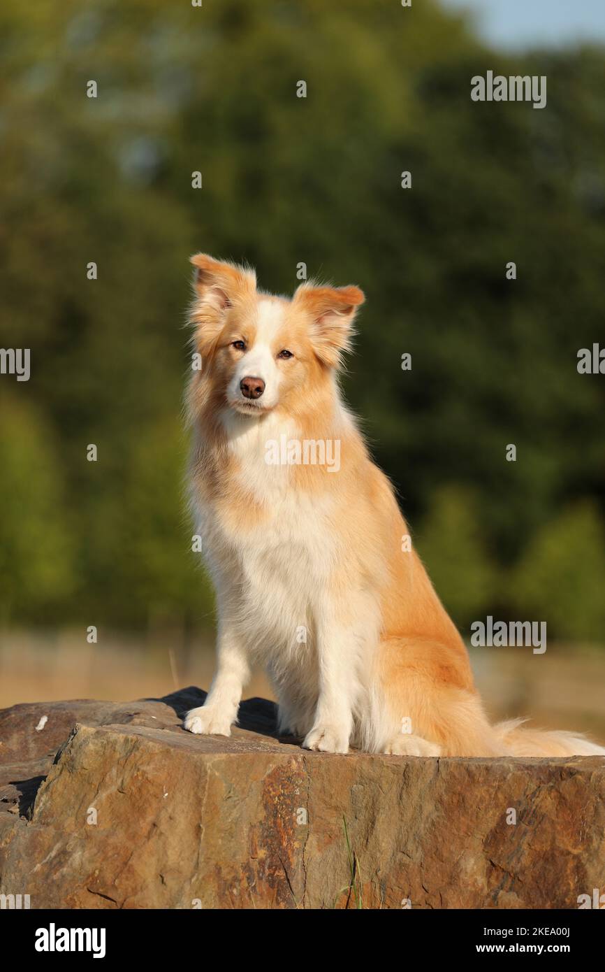 australianred Border Collie Stock Photo - Alamy